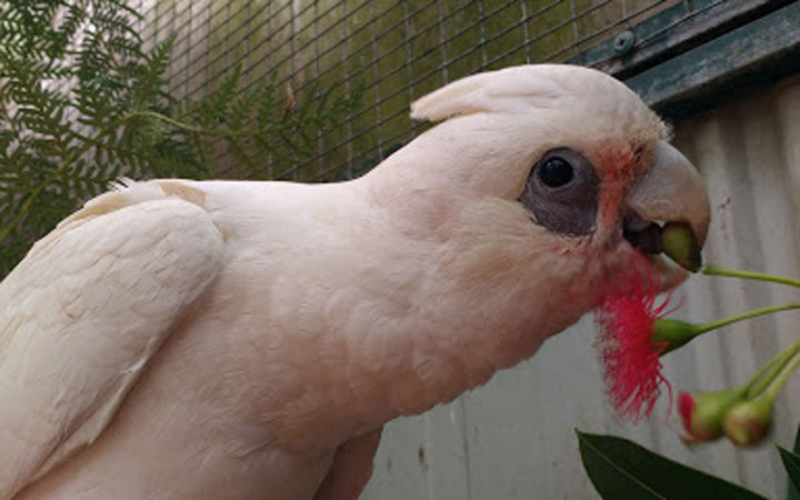 Stella the Corella - Amaroo Wildlife Shelter